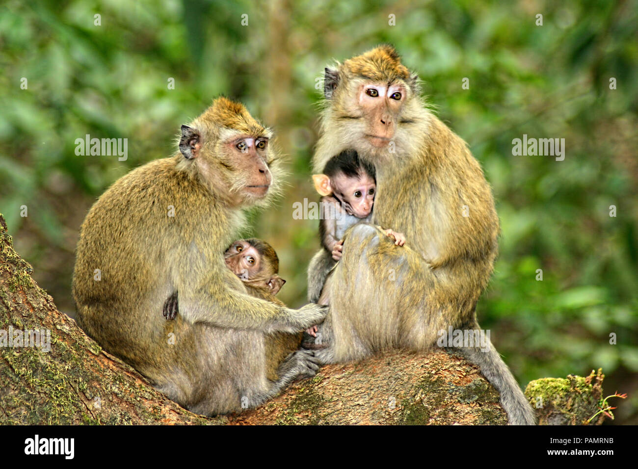 Pangandaranfores hi-res stock photography and images - Alamy