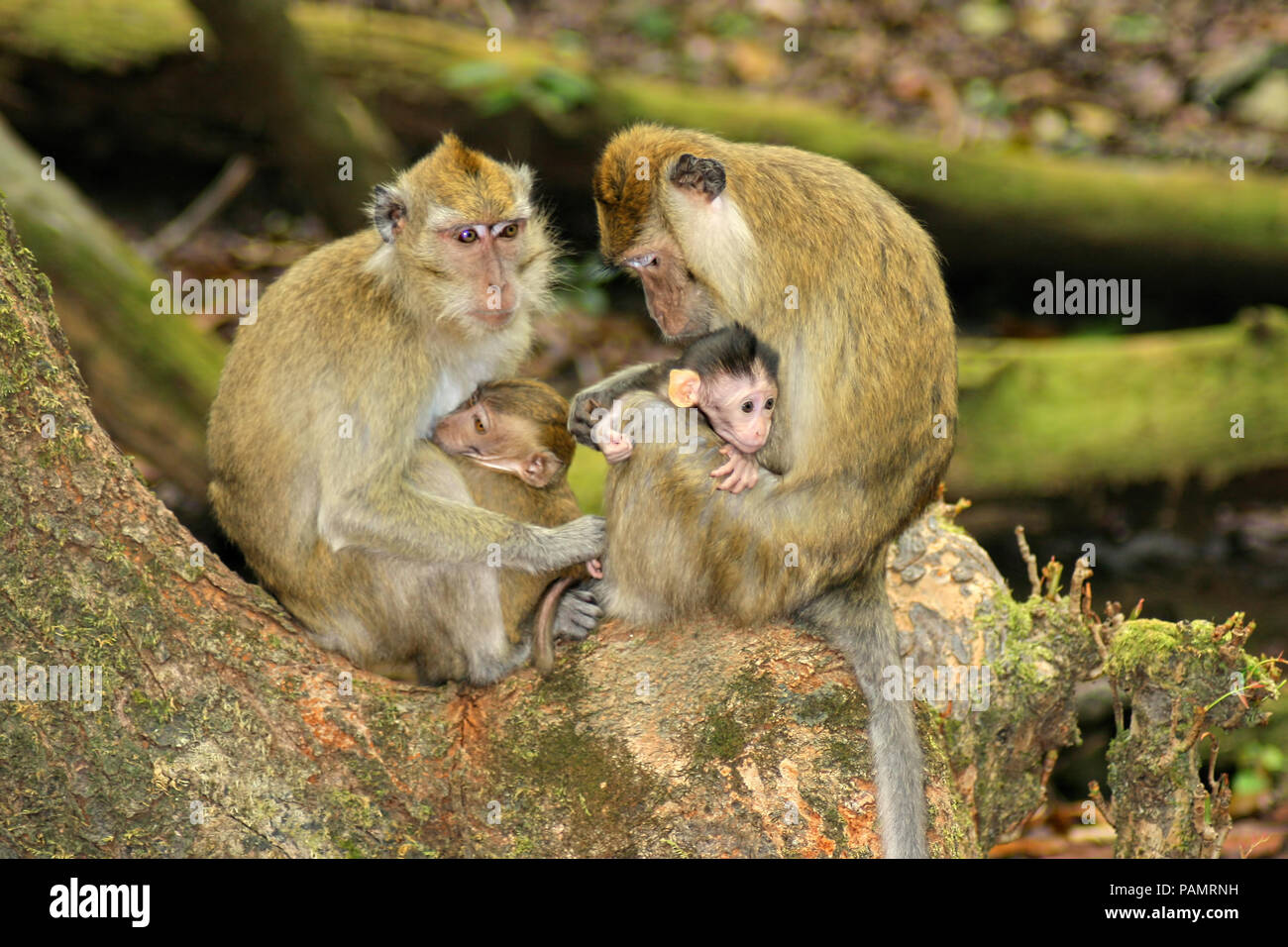 Monkeysfamily hi-res stock photography and images - Alamy