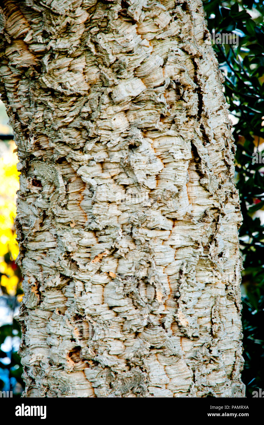 Cork Oak Tree Stock Photo - Alamy