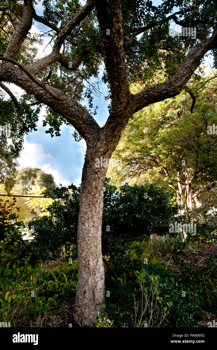 Cork oak tree hi-res stock photography and images - Alamy