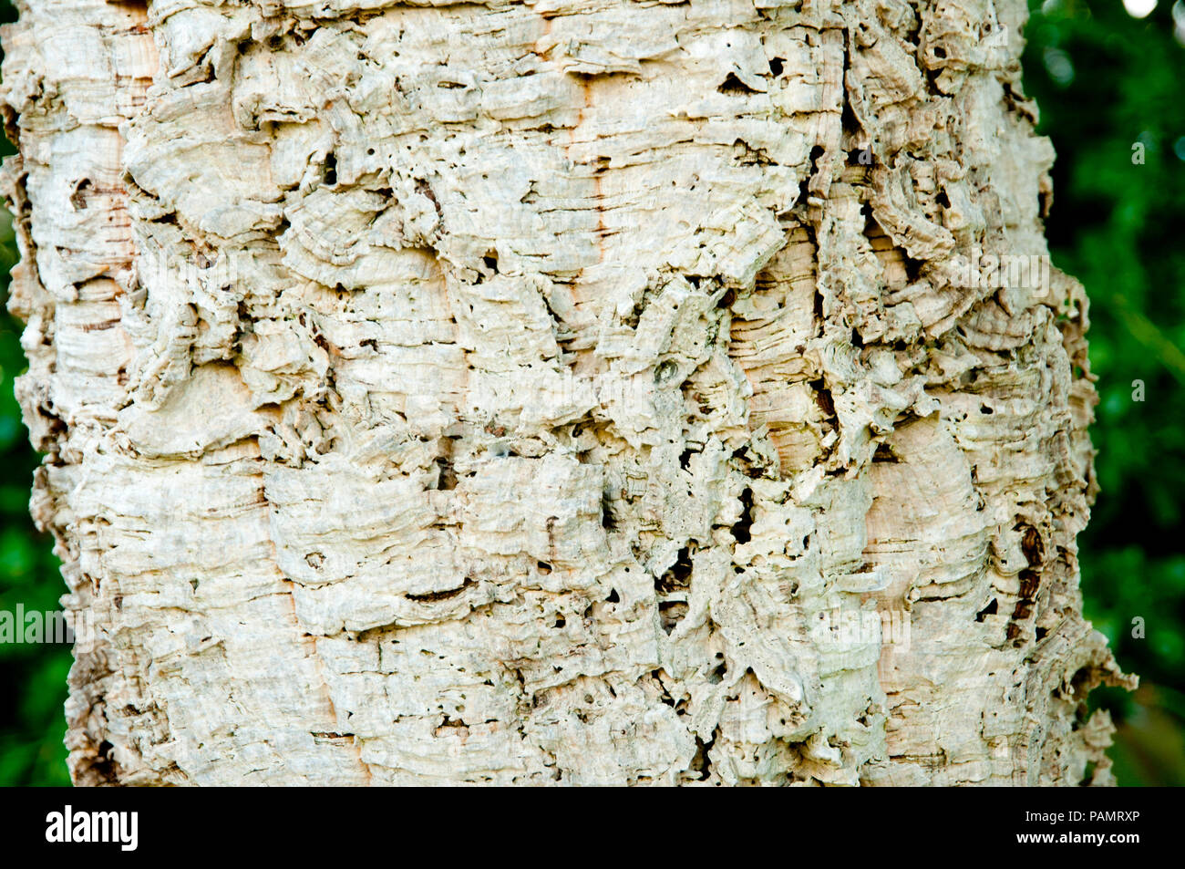 Cork Oak Tree Stock Photo - Alamy