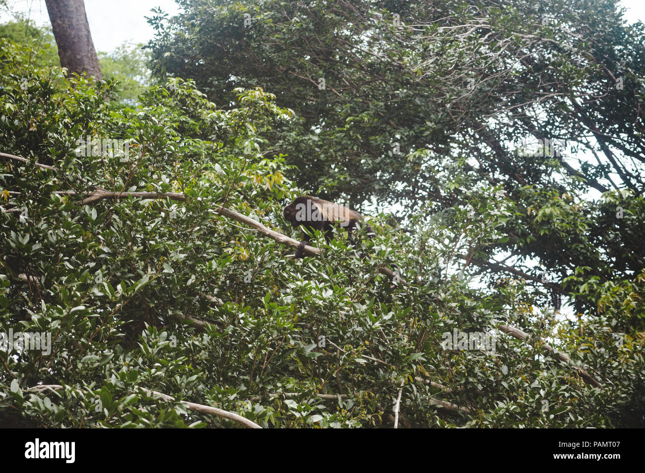 Wild brown howler monkey sits in a lush green tree in its native Costa ...