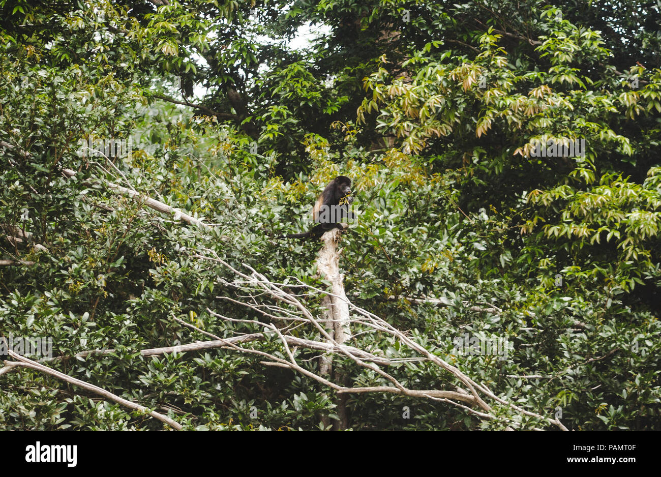 Wild brown howler monkey sits in a lush green tree in its native Costa ...