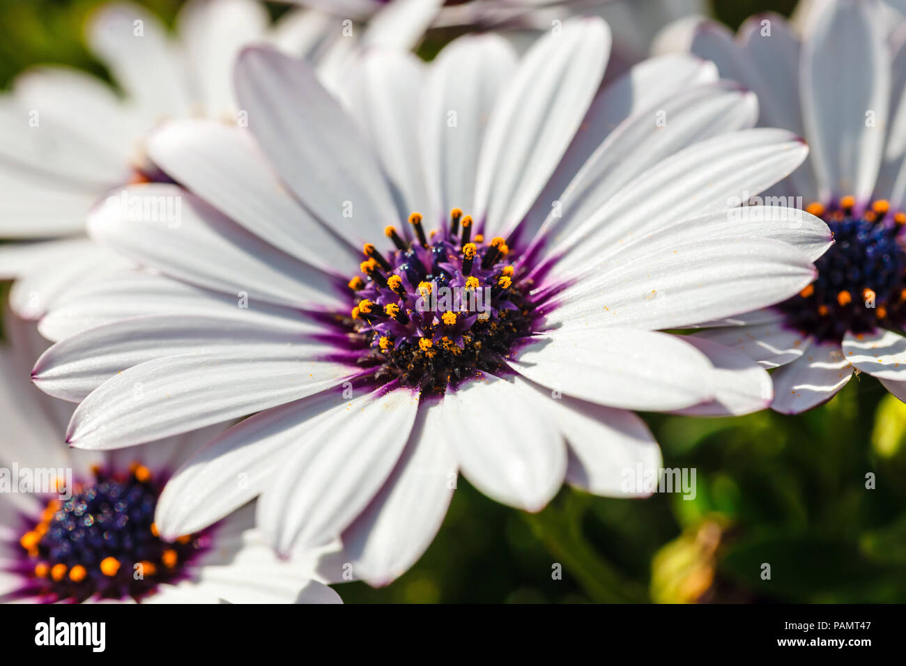 A clump of hardy African daisy, Osteospermum plants Stock Photo - Alamy
