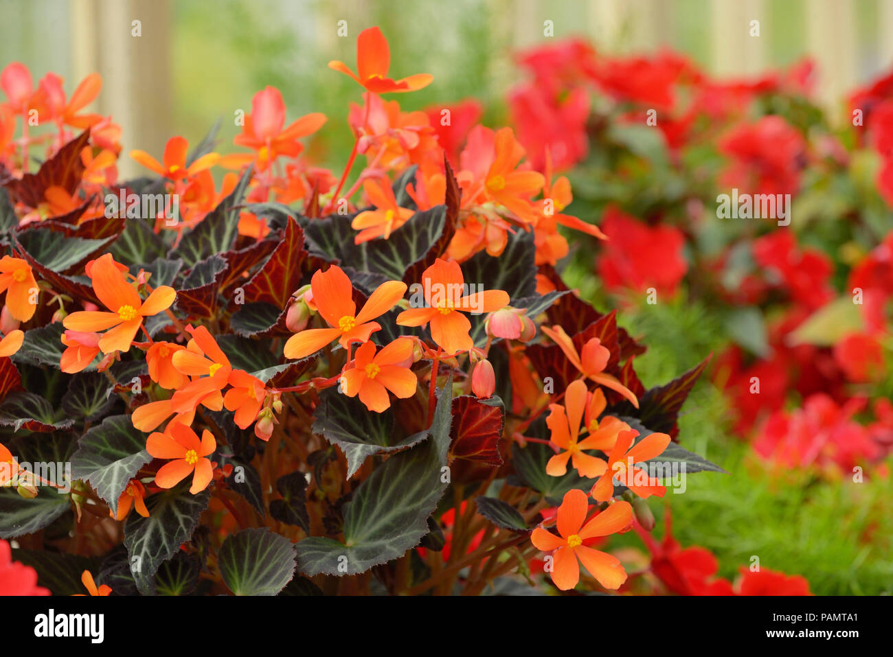Begonias flowers hi-res stock photography and images - Alamy