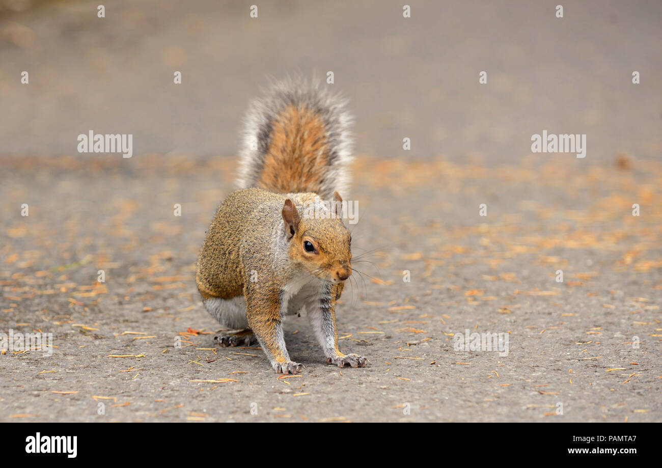 Squirrel on road hi-res stock photography and images - Alamy