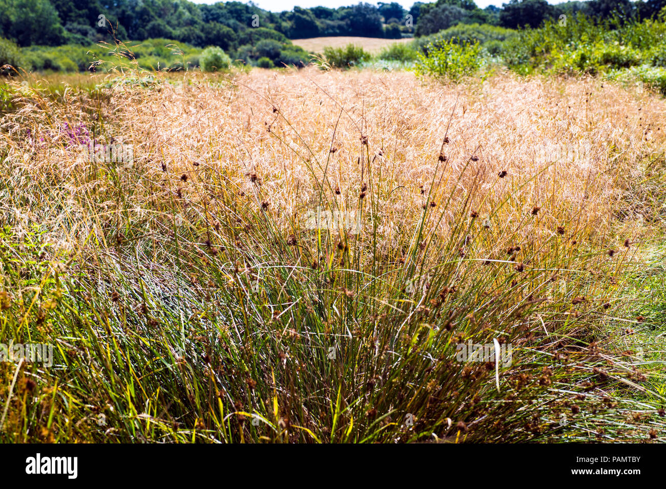 Wild grasses in Combe Valley, East Sussex, England Stock Photo - Alamy