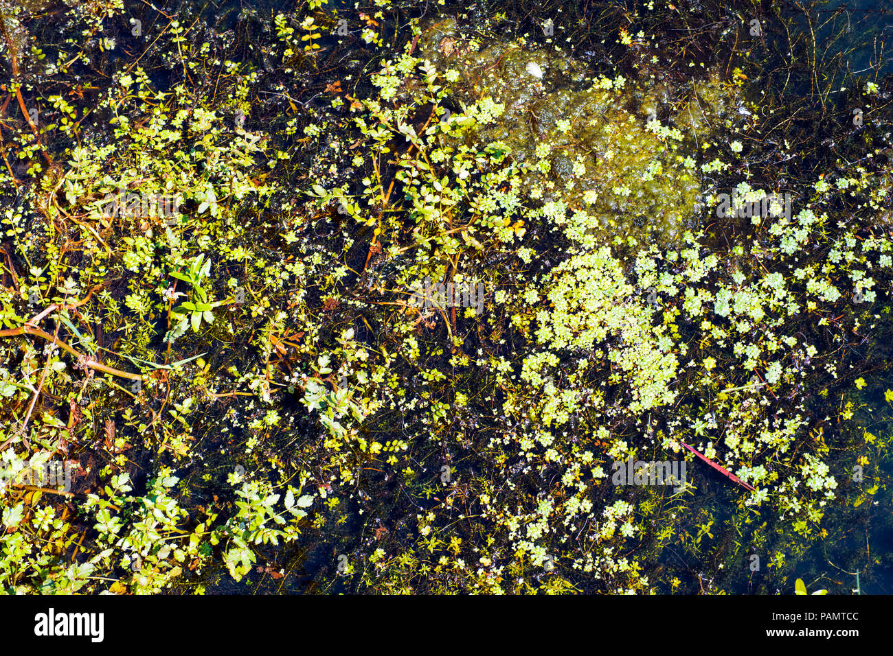The patterns of river weed on the Combe Haven river in East Sussex ...