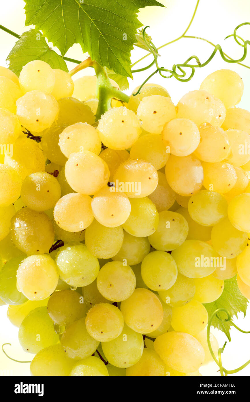 Grapes texture hi-res stock photography and images - Alamy