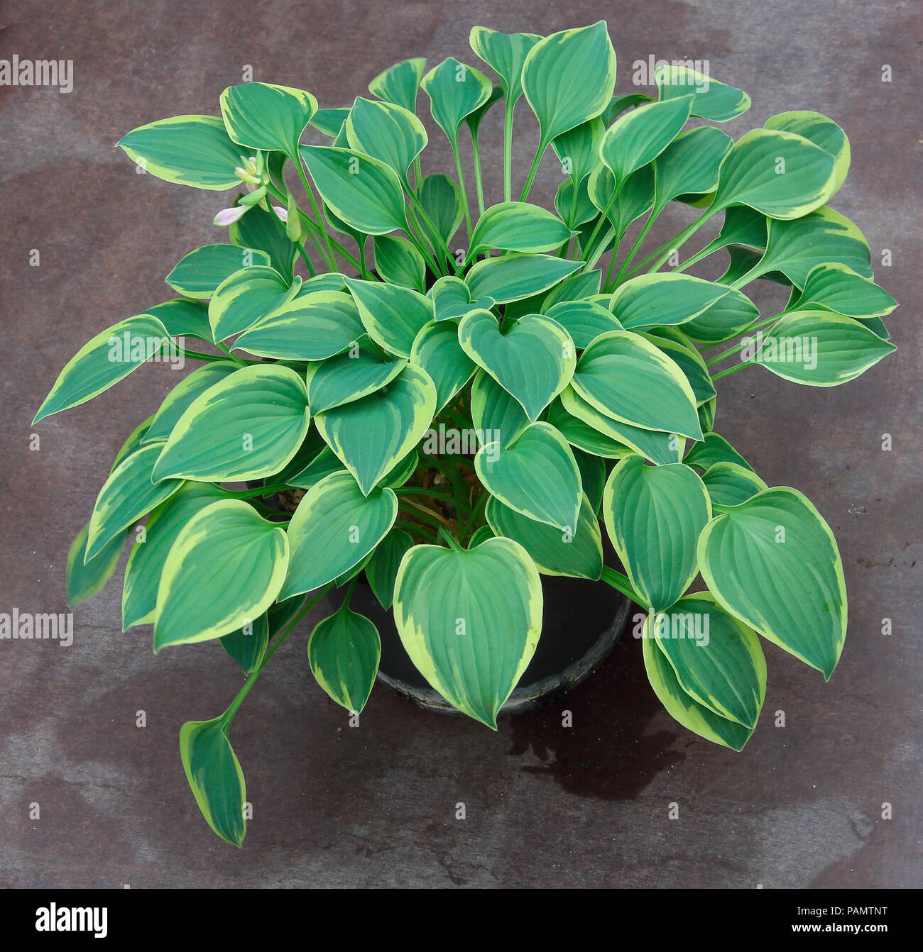 Small and miniature hostas hi-res stock photography and images - Alamy