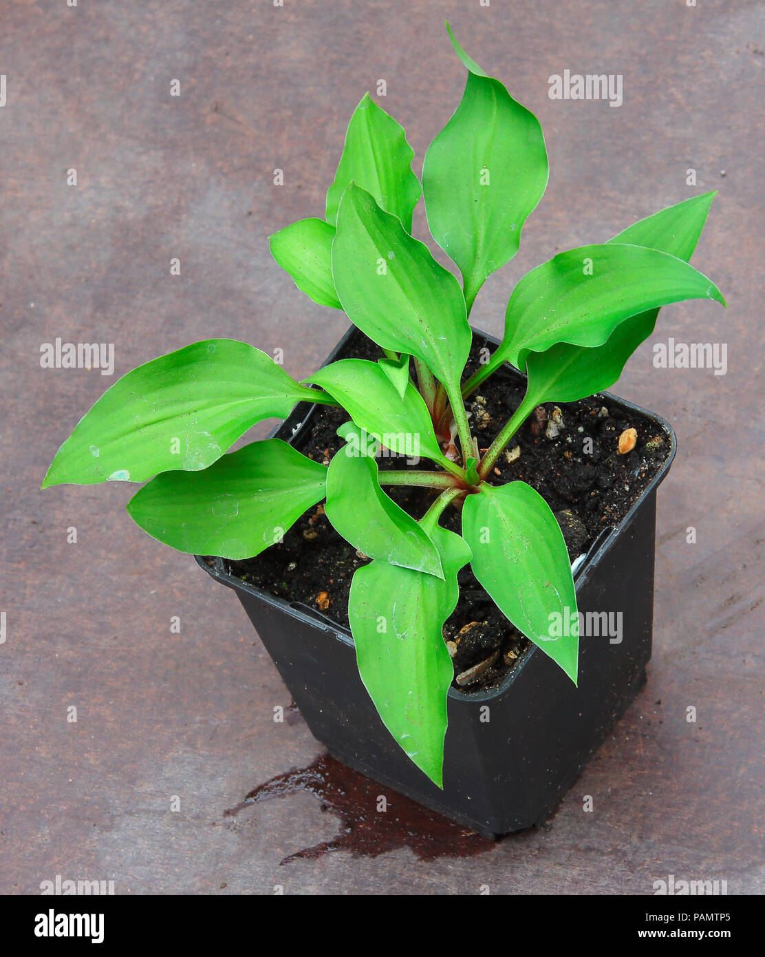 This beautiful Hosta plant with its gradually tapering green ribbed ...