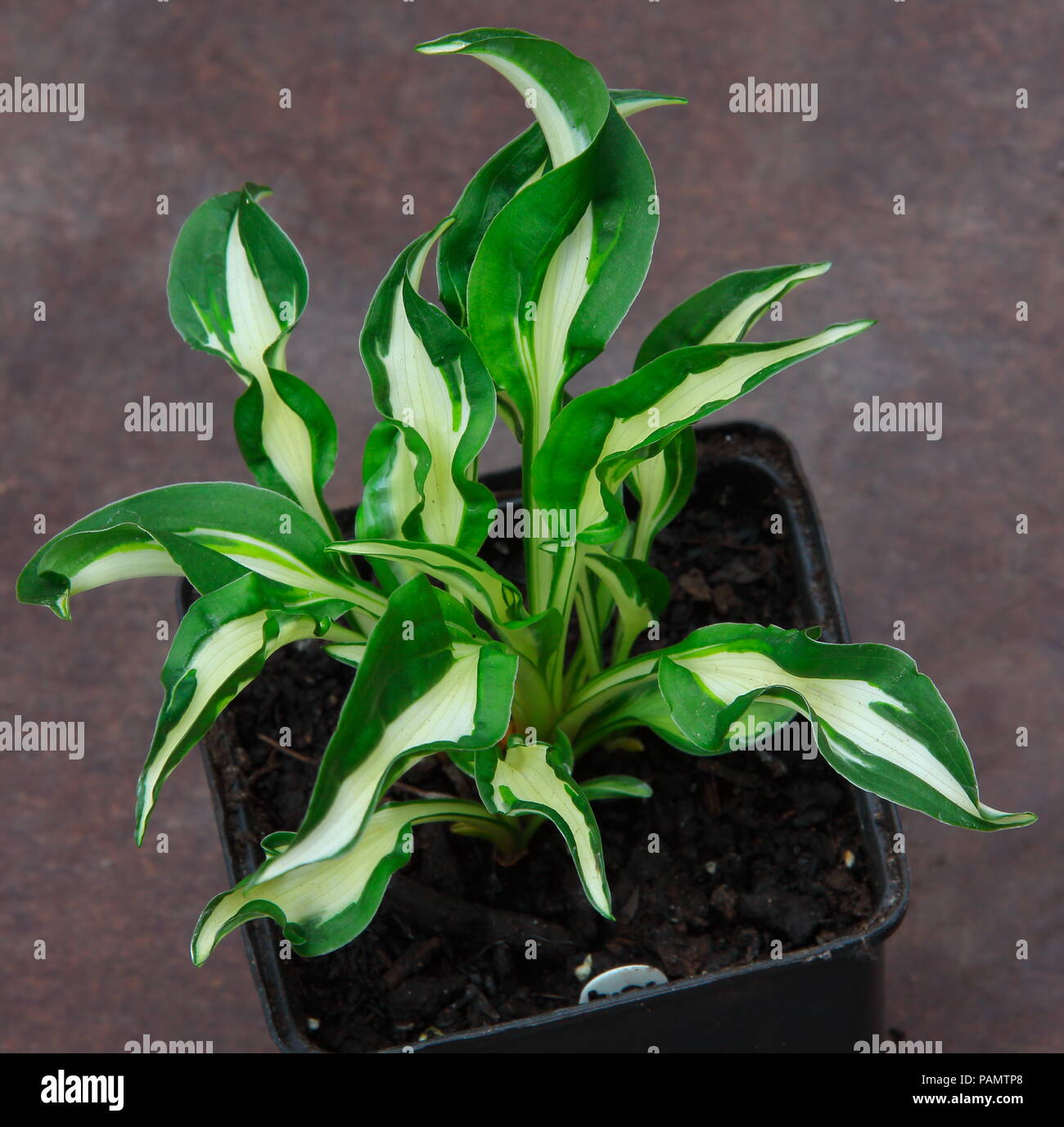 This Hosta showing its beautiful green leaves with a white stripe ...