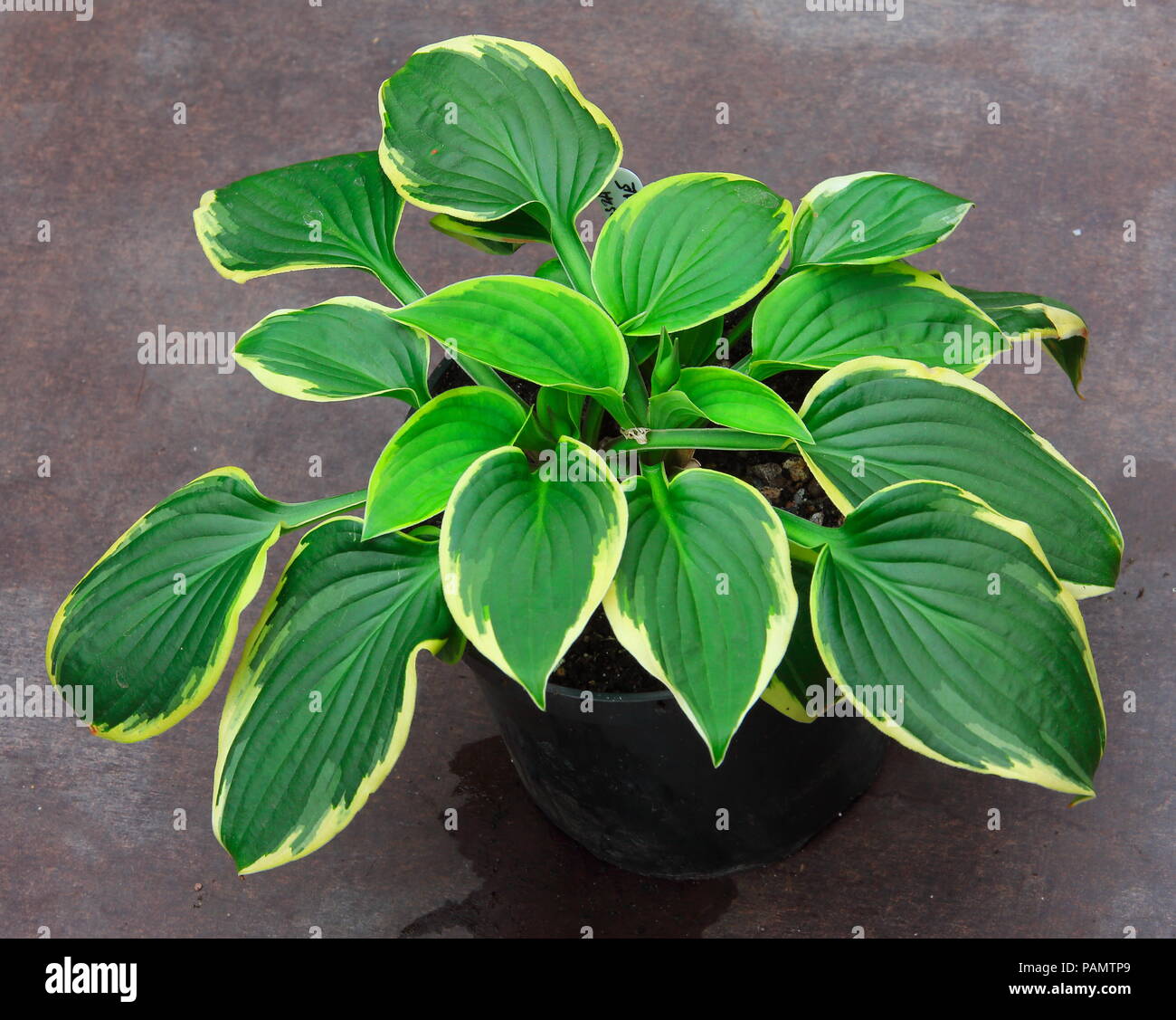 World hostas hi-res stock photography and images - Alamy