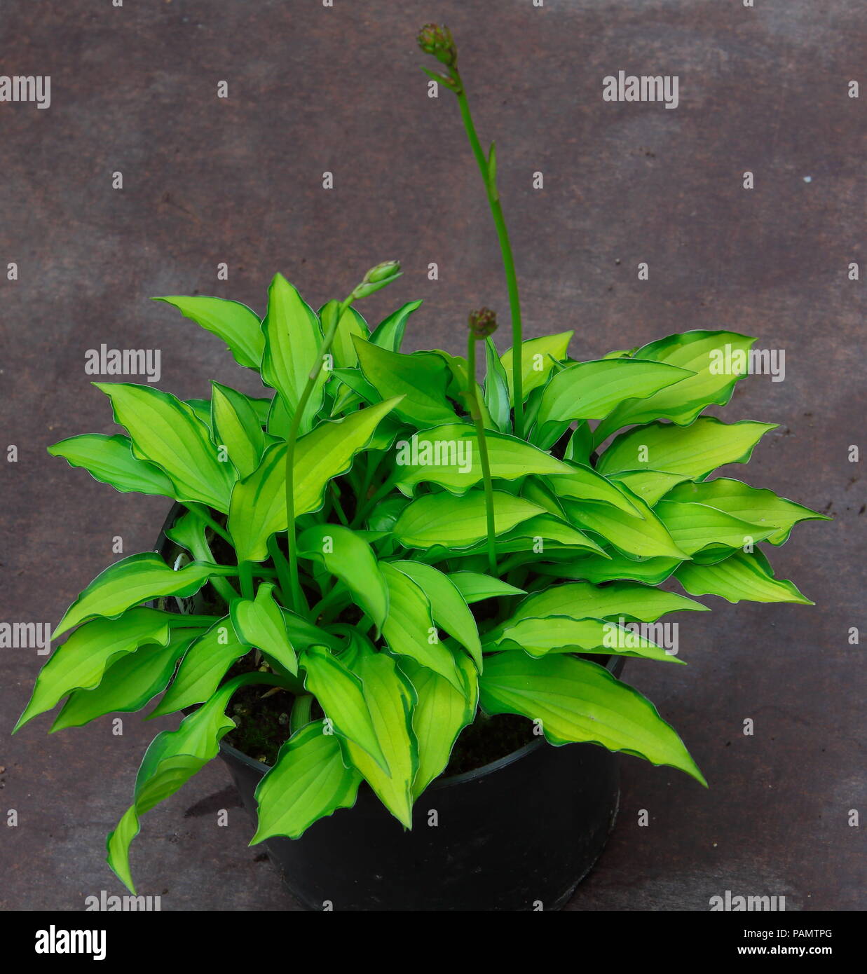 Wavy edges leaf hi-res stock photography and images - Alamy