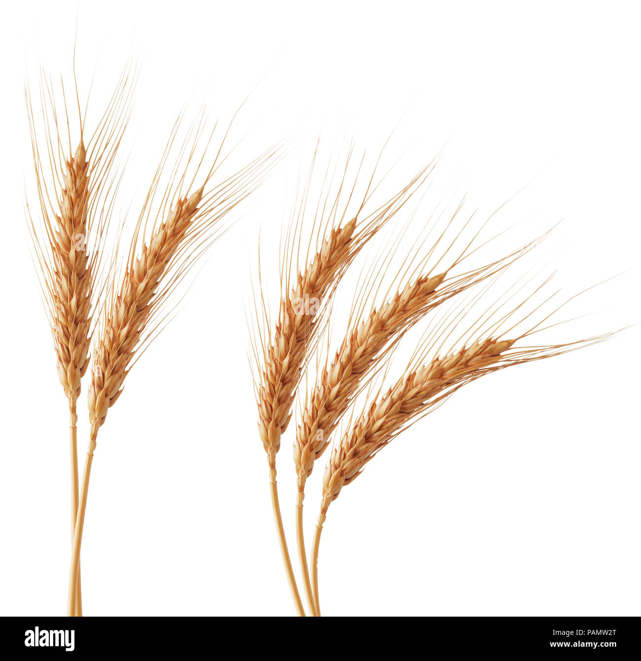 Wheat ears hi-res stock photography and images - Alamy