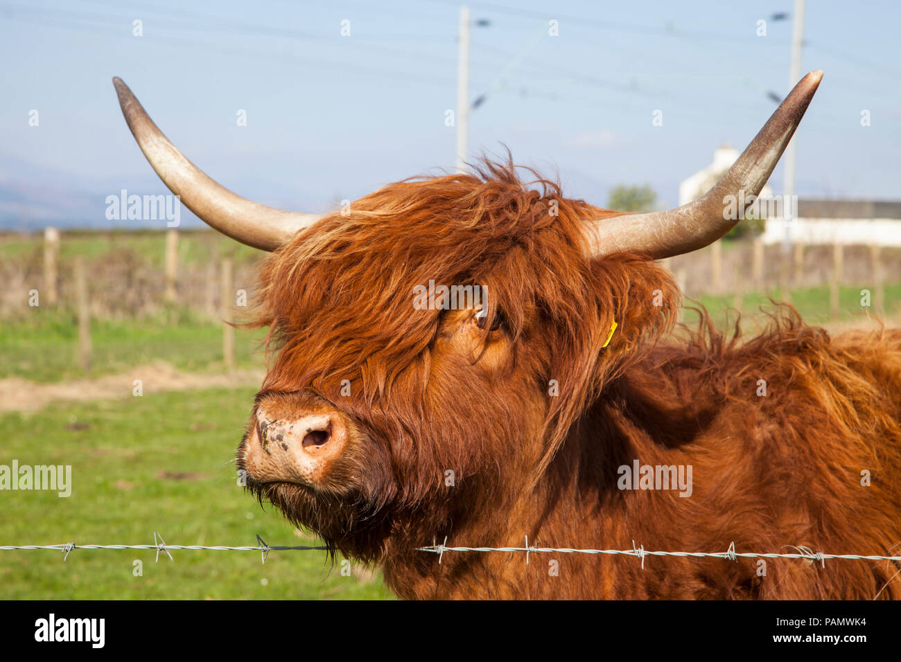 Cow looking over fence hi-res stock photography and images - Alamy