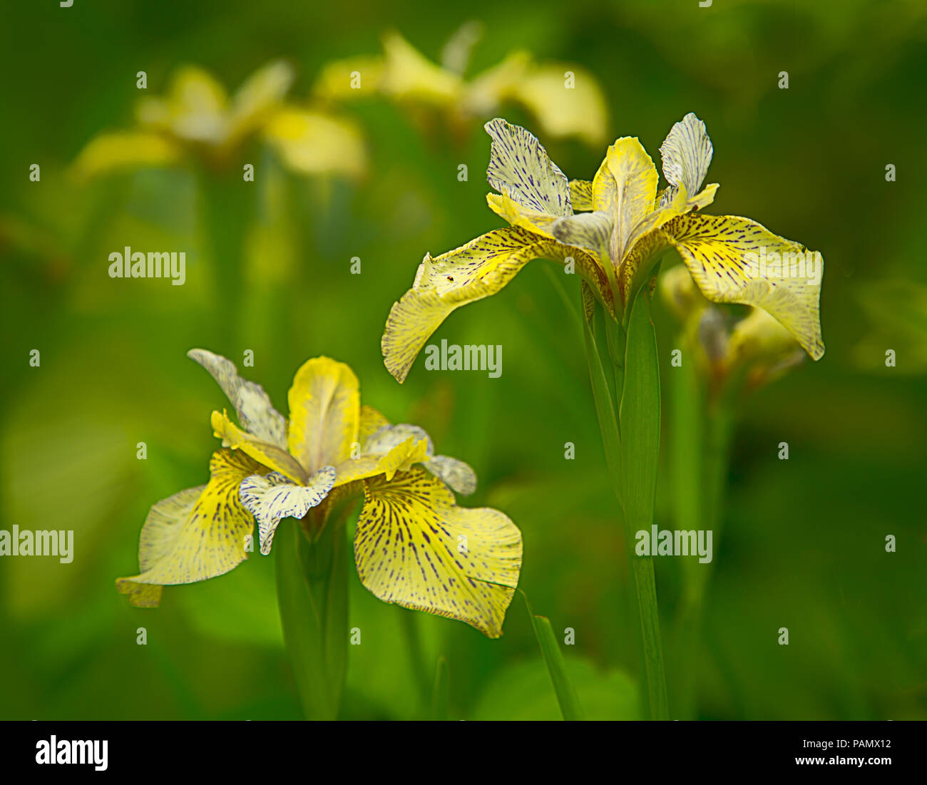 Iris pseudocorus garden hi-res stock photography and images - Alamy