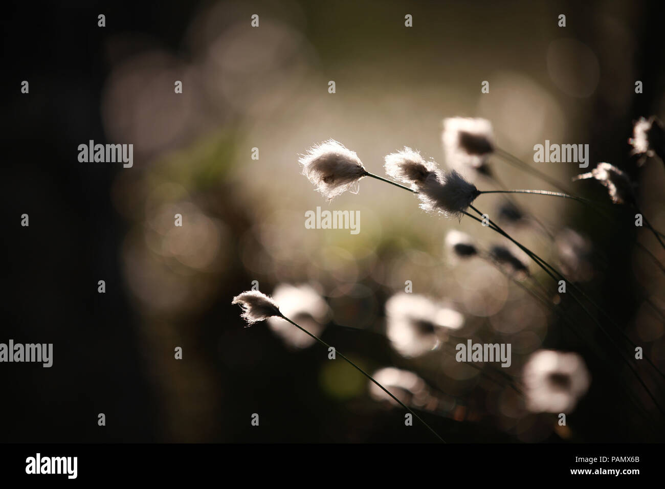 Perianth types hi-res stock photography and images - Alamy