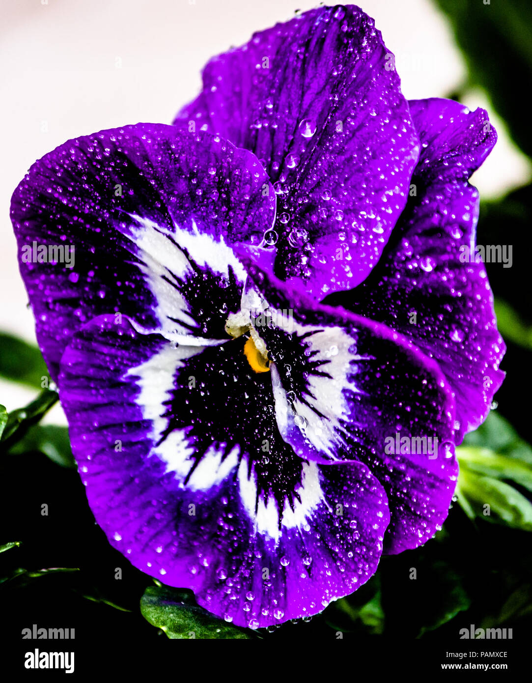 Black pansy pansies hi-res stock photography and images - Alamy