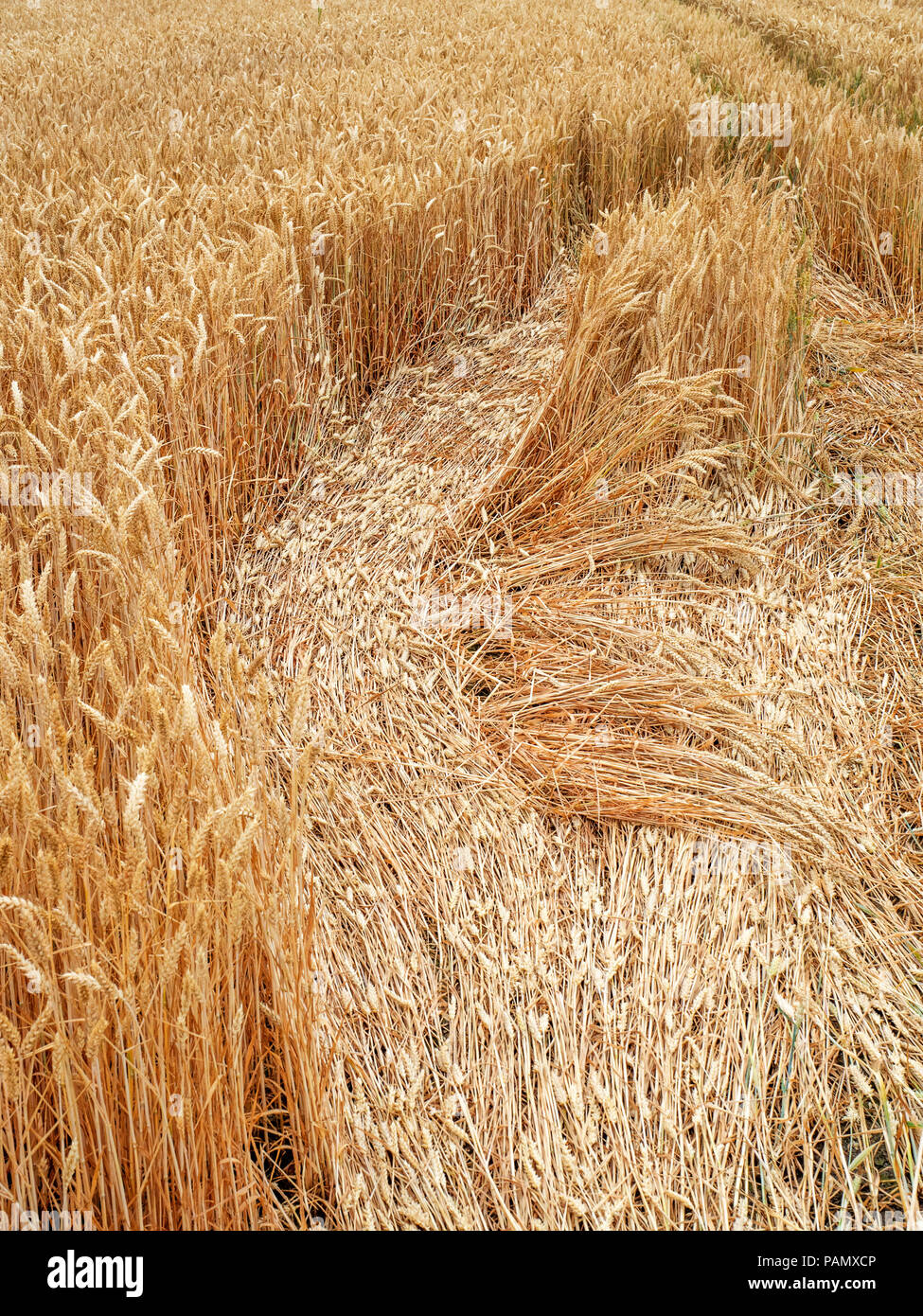 Wheat field patterns hi-res stock photography and images - Alamy