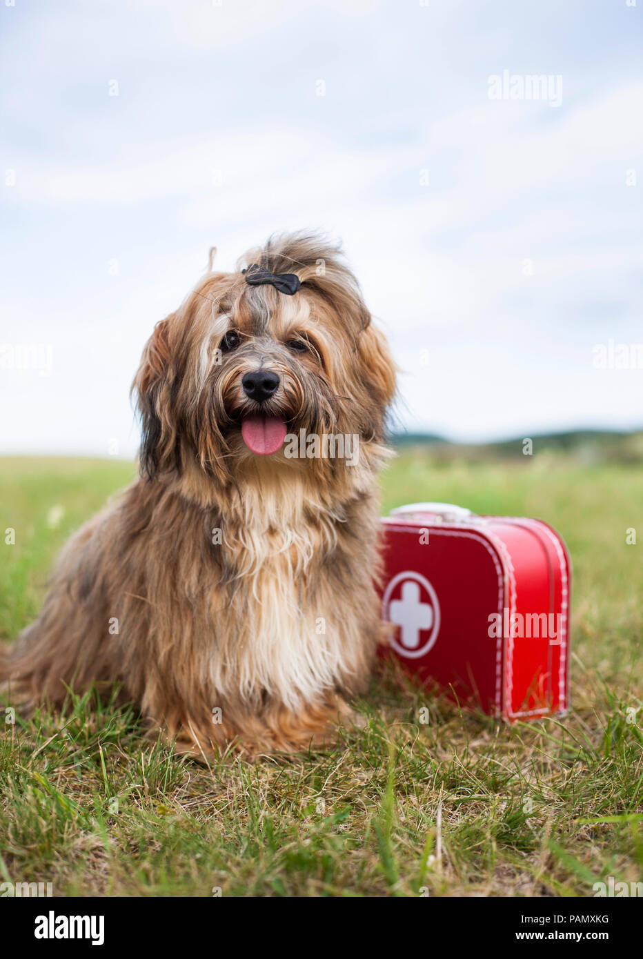 Havanese adult dog sitting on a meadow hi-res stock photography and ...
