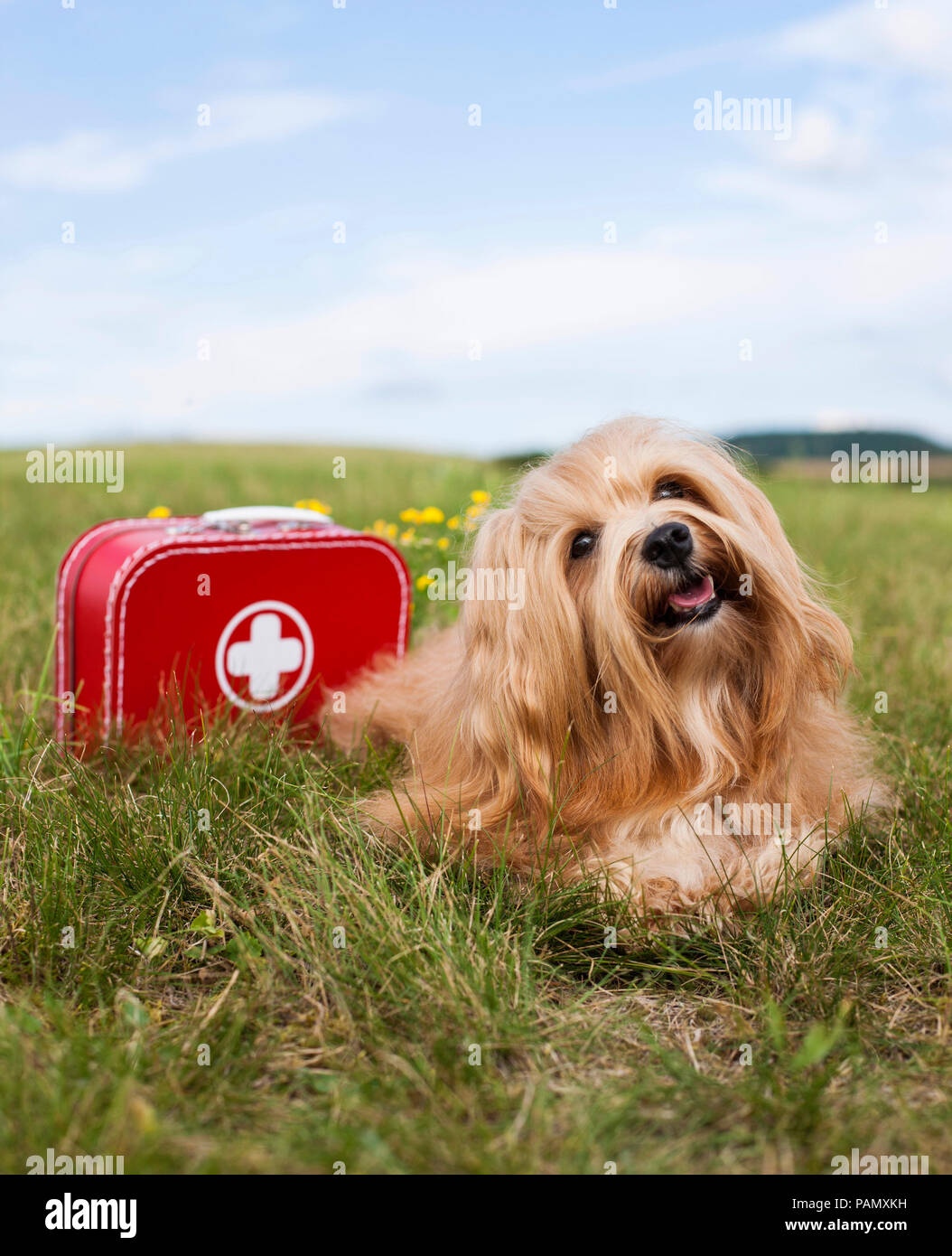 First aid to a dog hi-res stock photography and images - Alamy