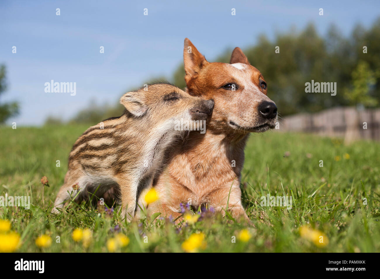 Australian wild dog hi-res stock photography and images - Alamy