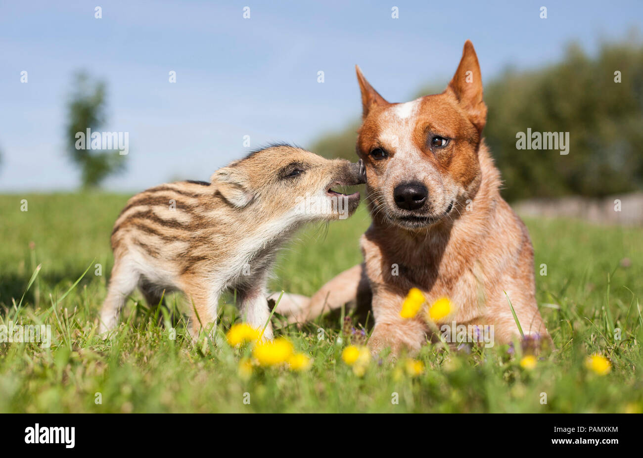 Australian boar hi-res stock photography and images - Alamy