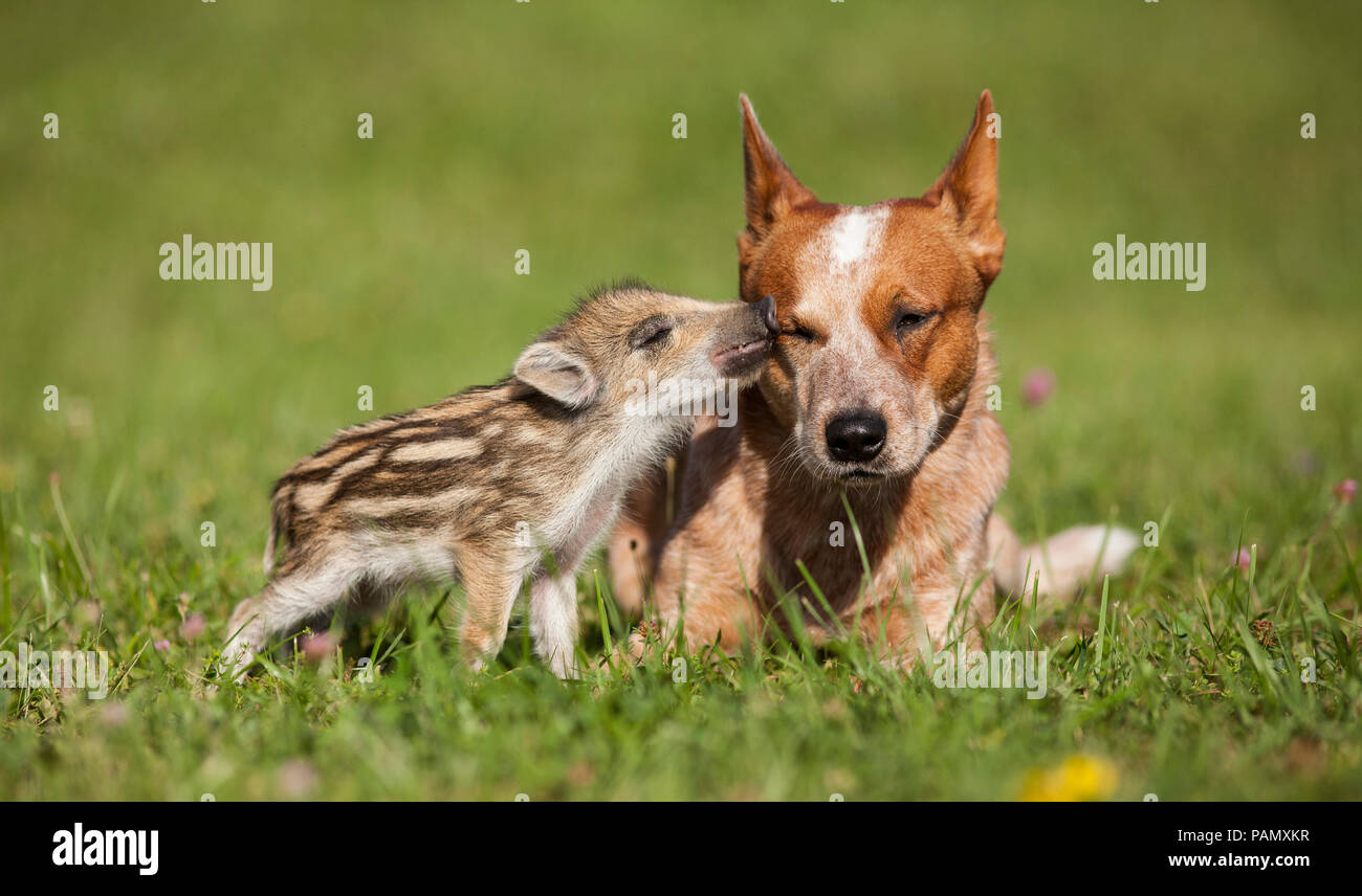 Boar dog hi-res stock photography and images - Alamy