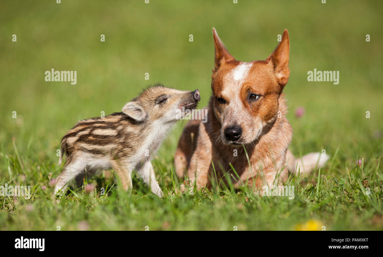 Australian Cattle Dog and Wild Boar. Wild Boar shoat smooching with ...
