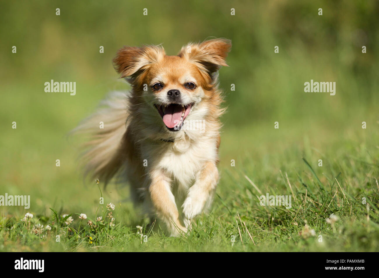 Dog running spaniel hi-res stock photography and images - Alamy