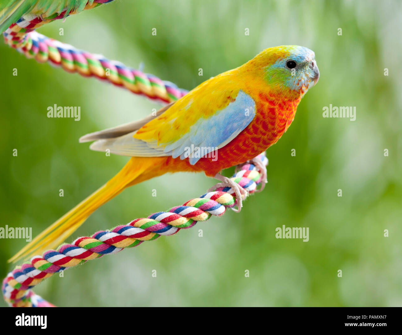 Turquoise Parrot (Neophema pulchella). Adult bird perched on a rope ...