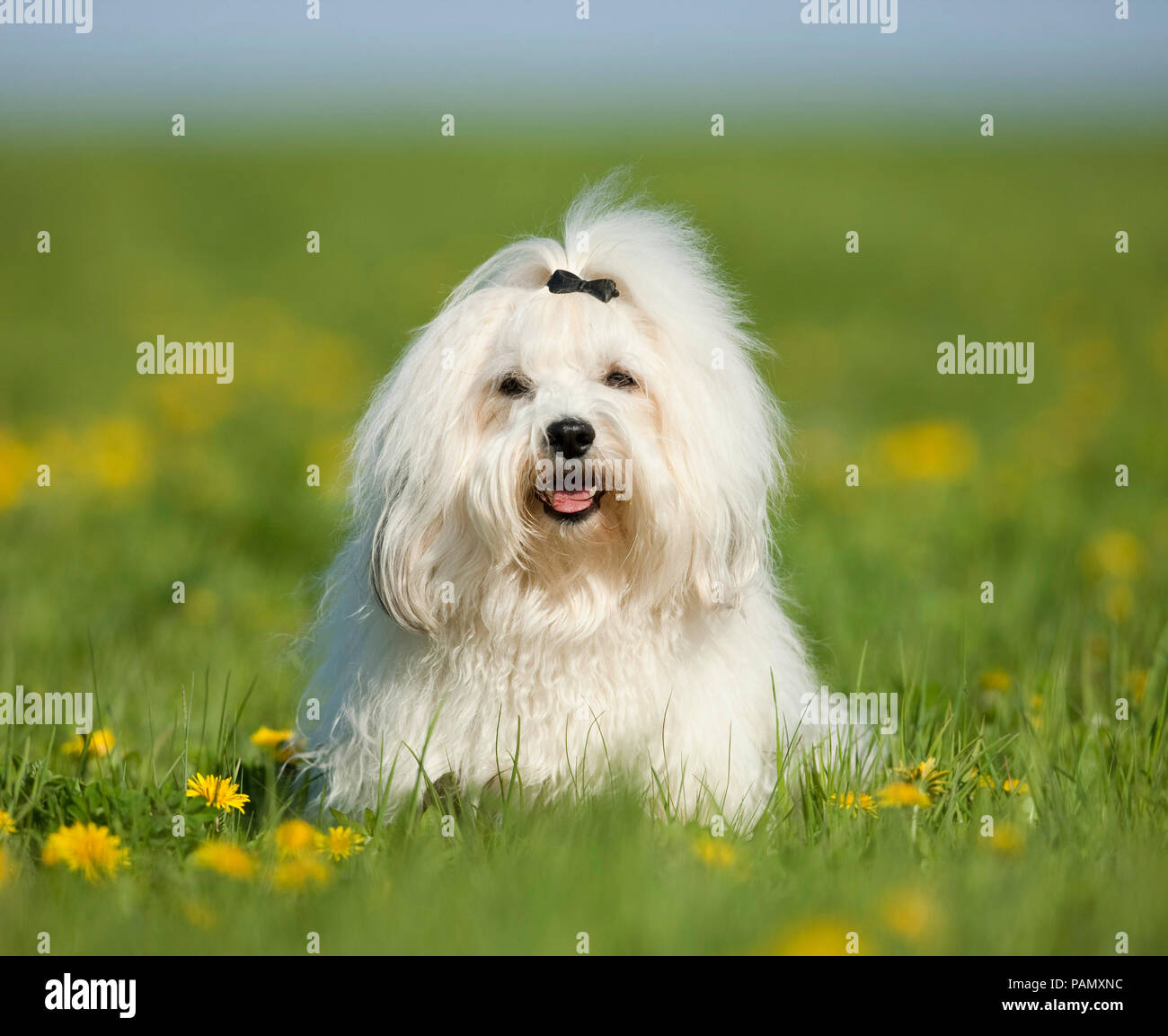 Havanese Adult Dog Sitting On A Meadow High Resolution Stock ...