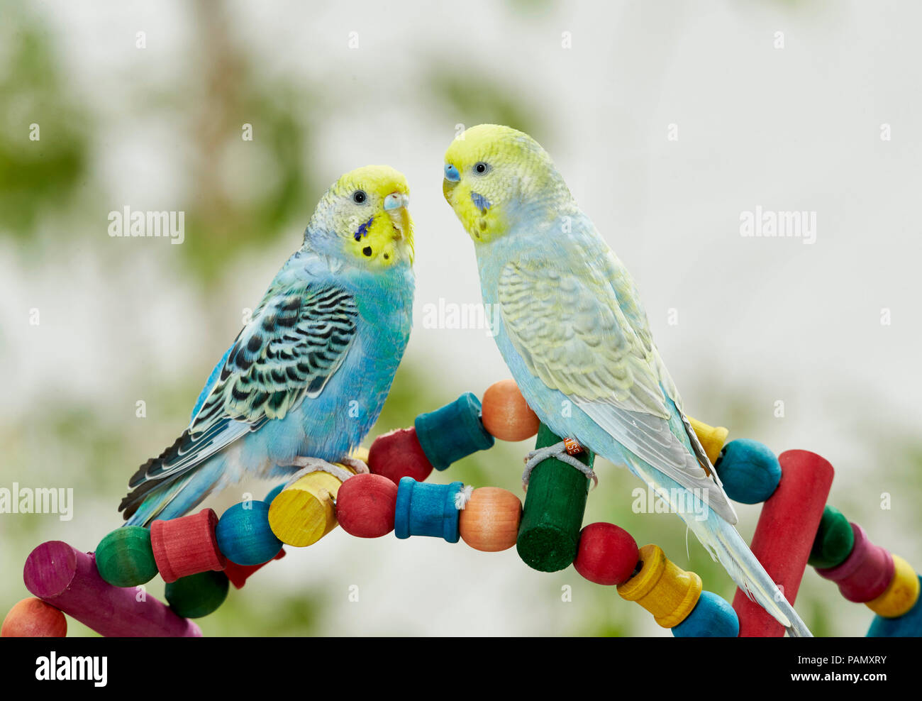 Rainbow budgerigar hi-res stock photography and images - Alamy