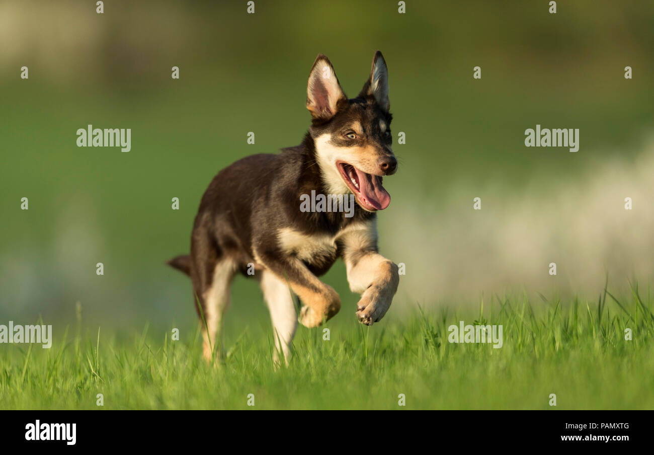 Kelpie hi-res stock photography and images - Alamy