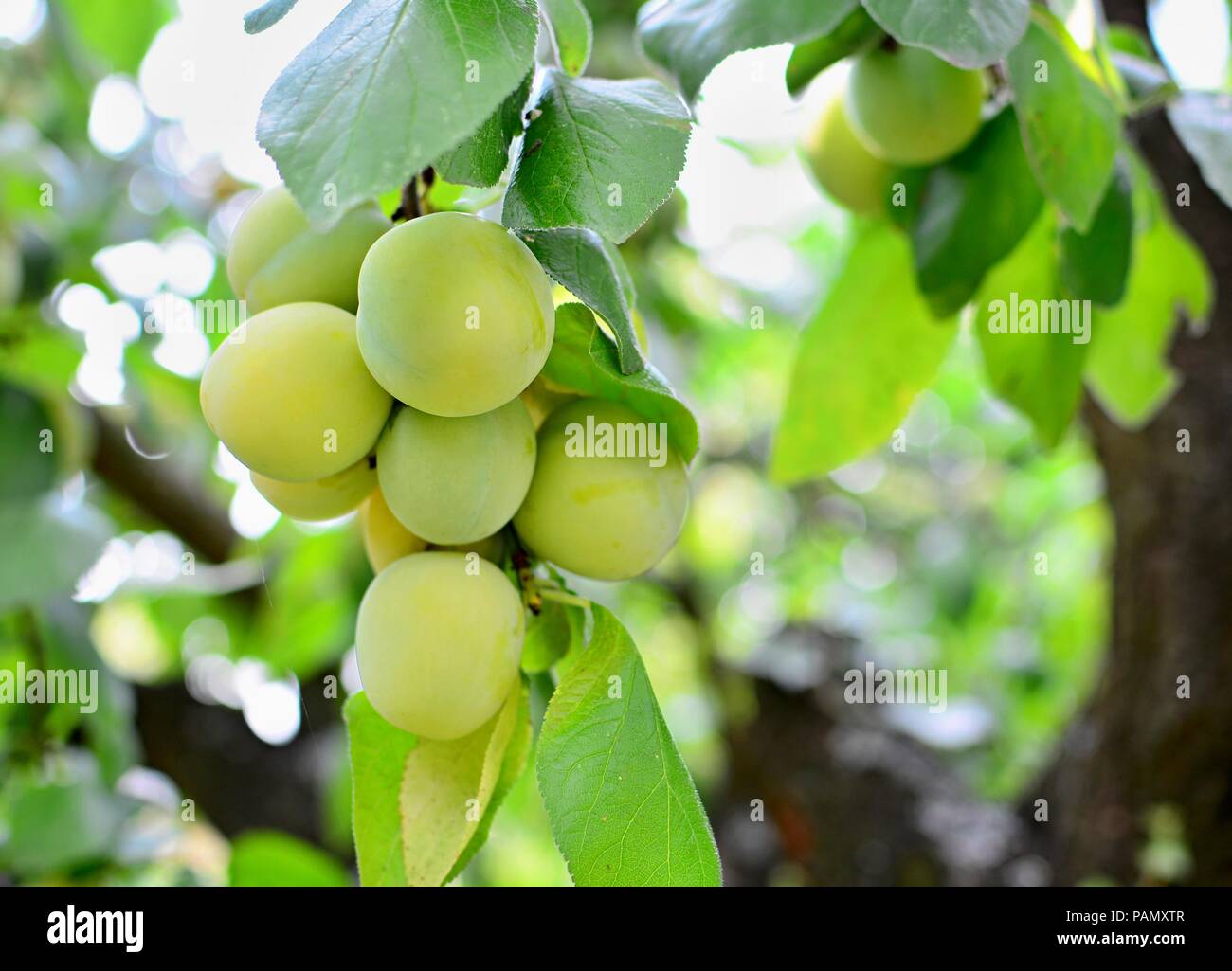 Greengage plum hi-res stock photography and images - Alamy