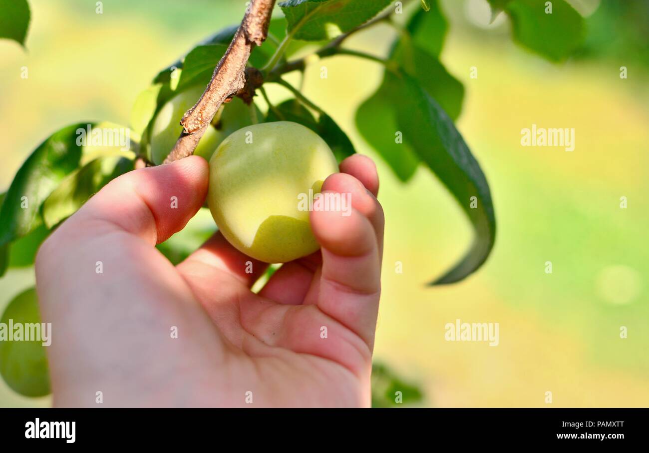 Closeup of a human male hand picking greengage or green plum from tree ...