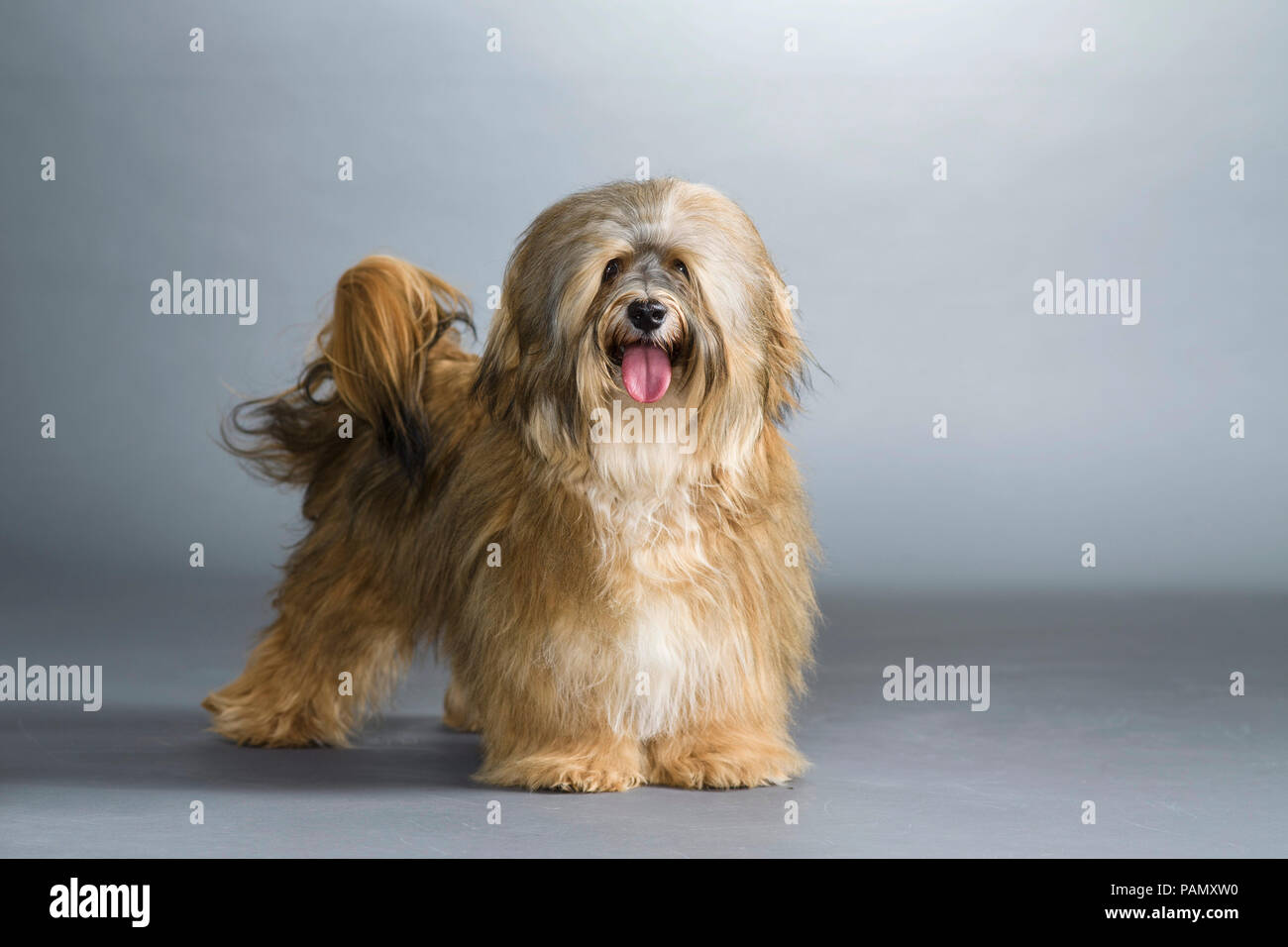 Havanese. Adult dog standing. Studio picture against a gray background ...