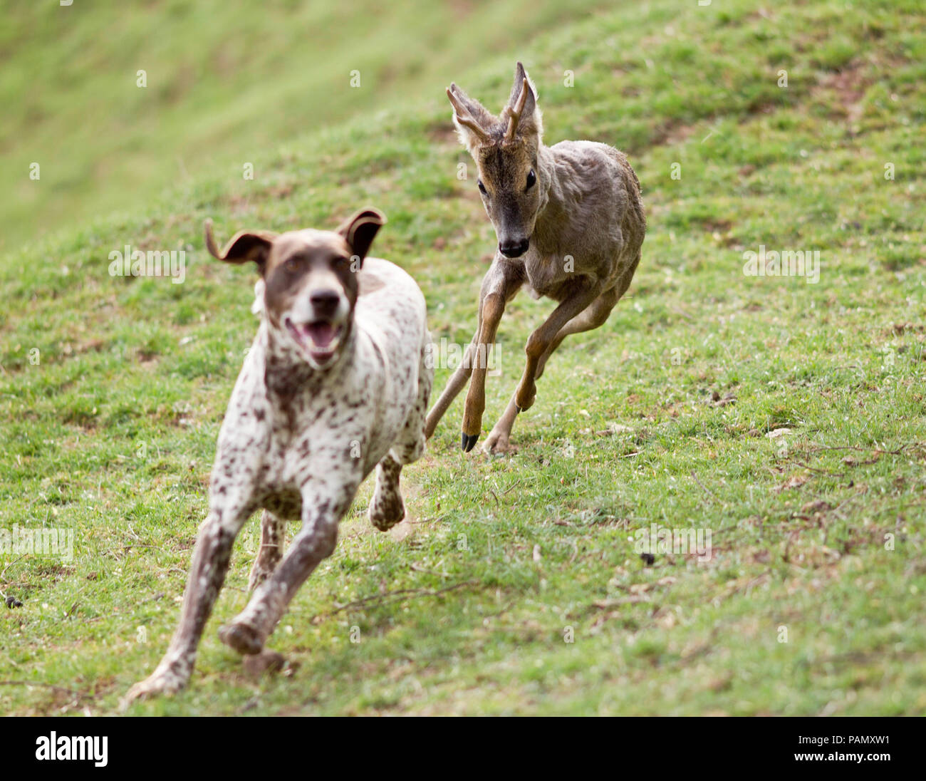 Adult German Shorthaired Pointer being chased by Roe Deer buck. Germany ...