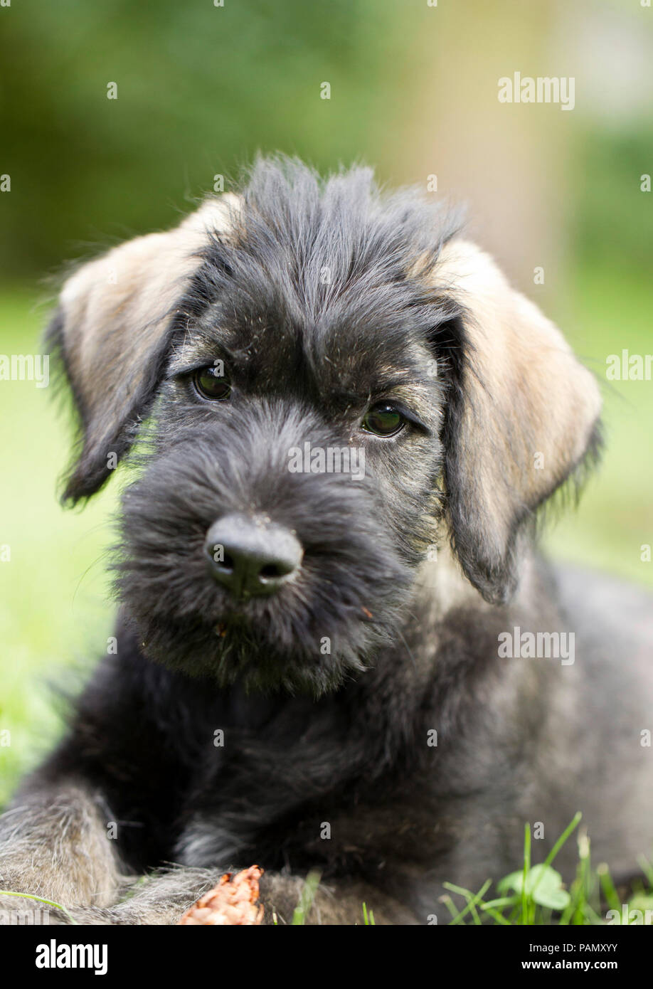 Salt And Pepper Giant Schnauzer Puppies