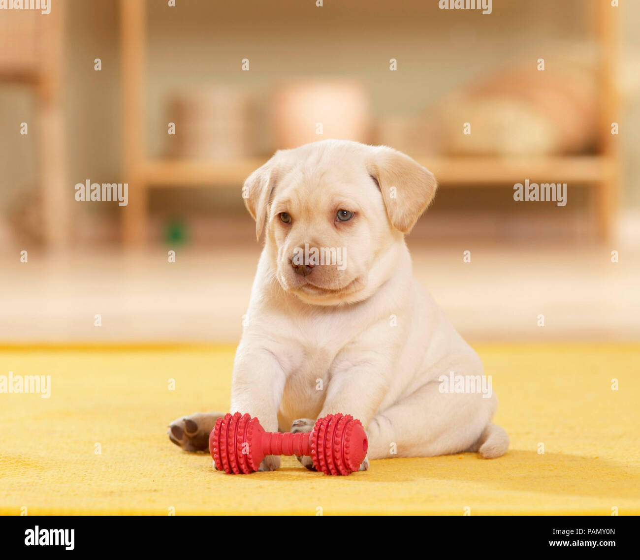 Can 6 Week Old Puppies Have Bones