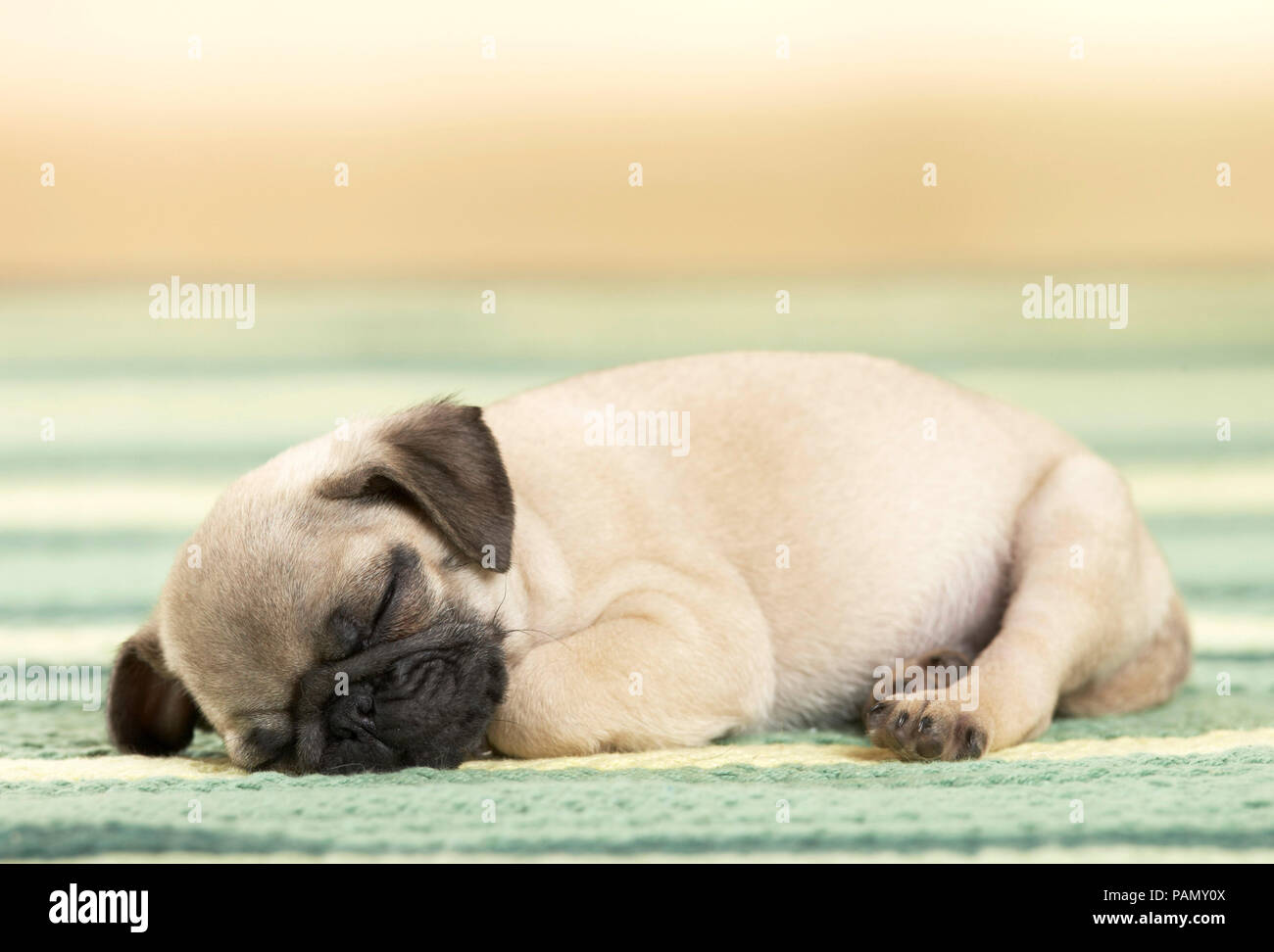 Pug. Puppy sleeping on a rug. Germany Stock Photo - Alamy