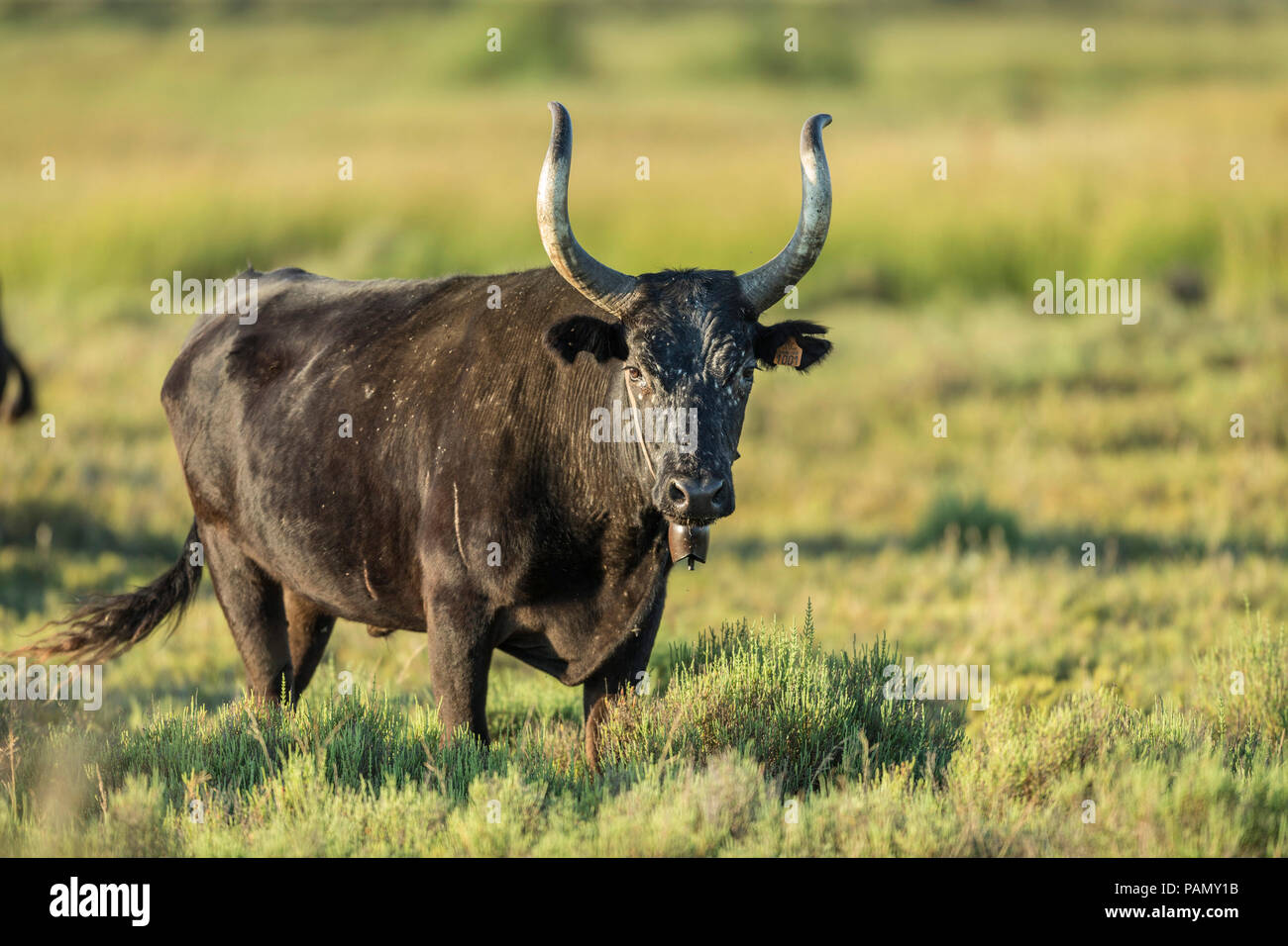 Camargue cattle hi-res stock photography and images - Alamy