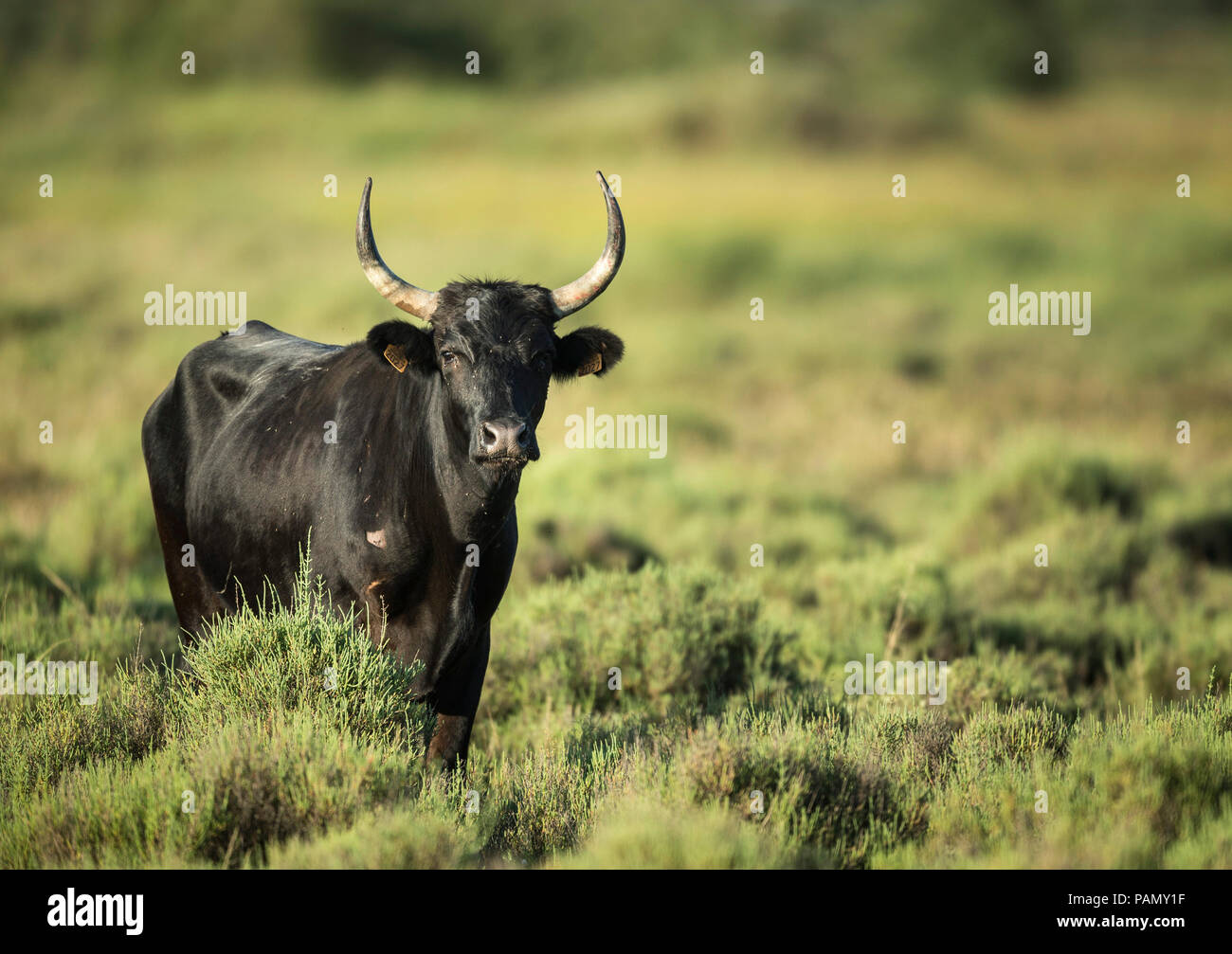 Camargue Cattle. Bull standing on a pasture. Camargue, France Stock ...
