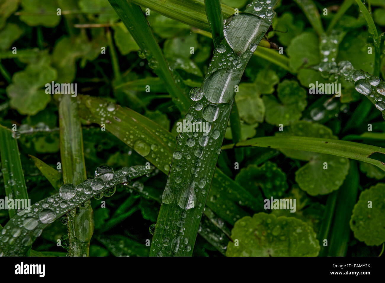 Micro plantas hi-res stock photography and images - Alamy