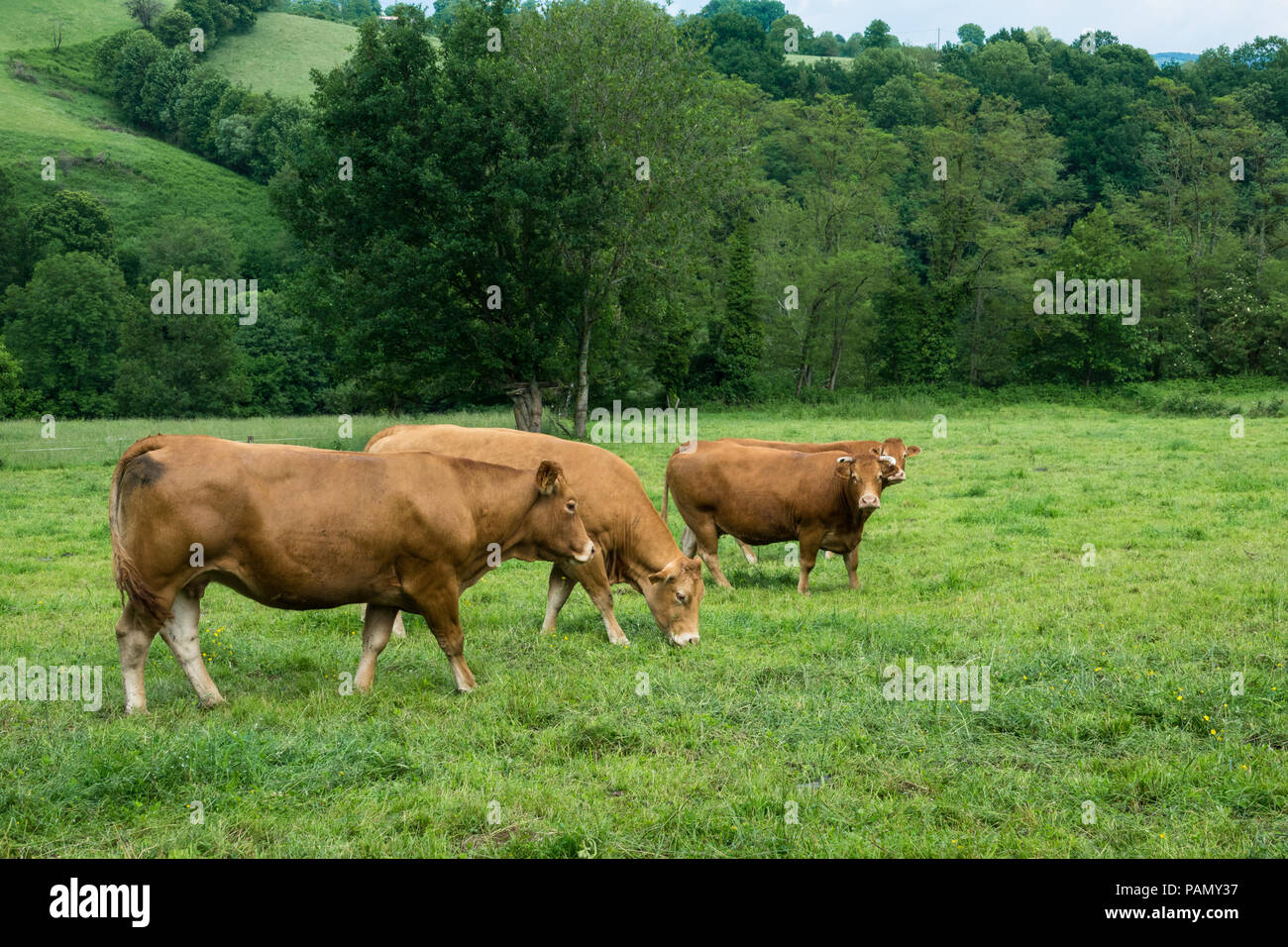 Herds of bulls in a mountain pasture in southern France, in the Ariège ...