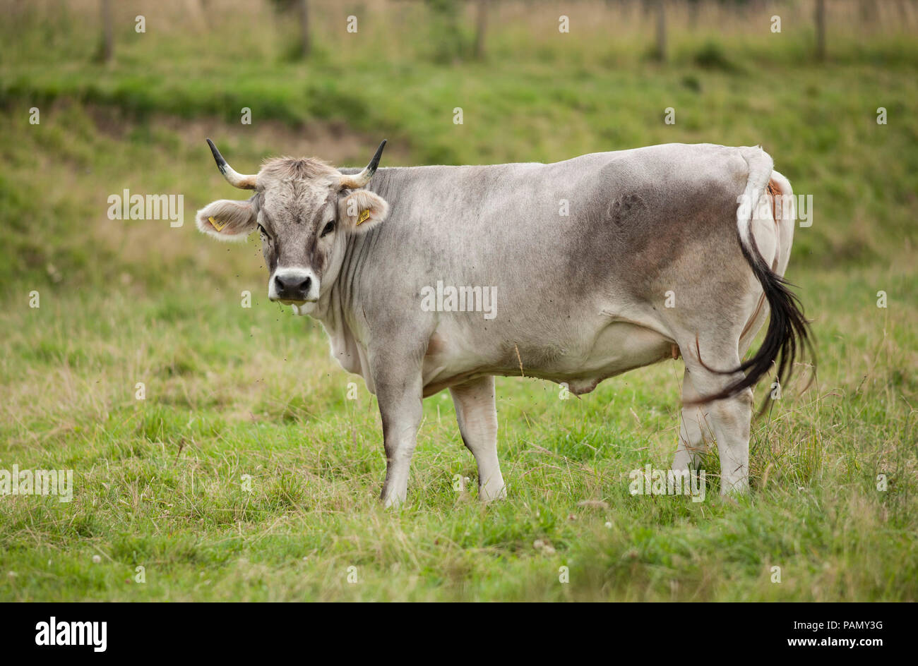 Domestic Cattle, Tyrolese Grey Cattle. Cow on a meadow. Bavaria ...