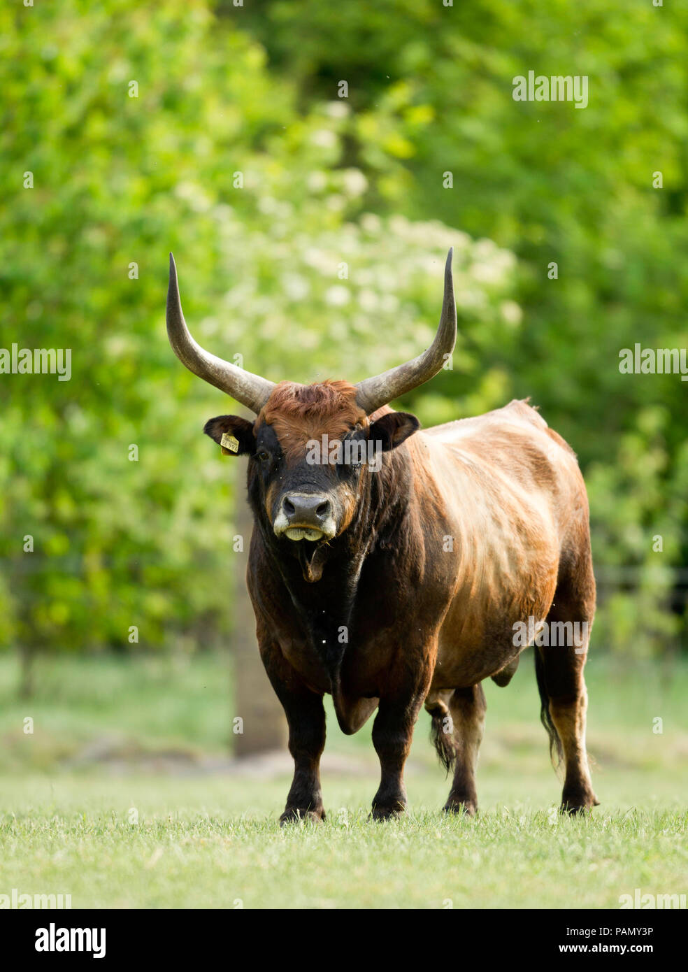 Adult bull male hi-res stock photography and images - Alamy