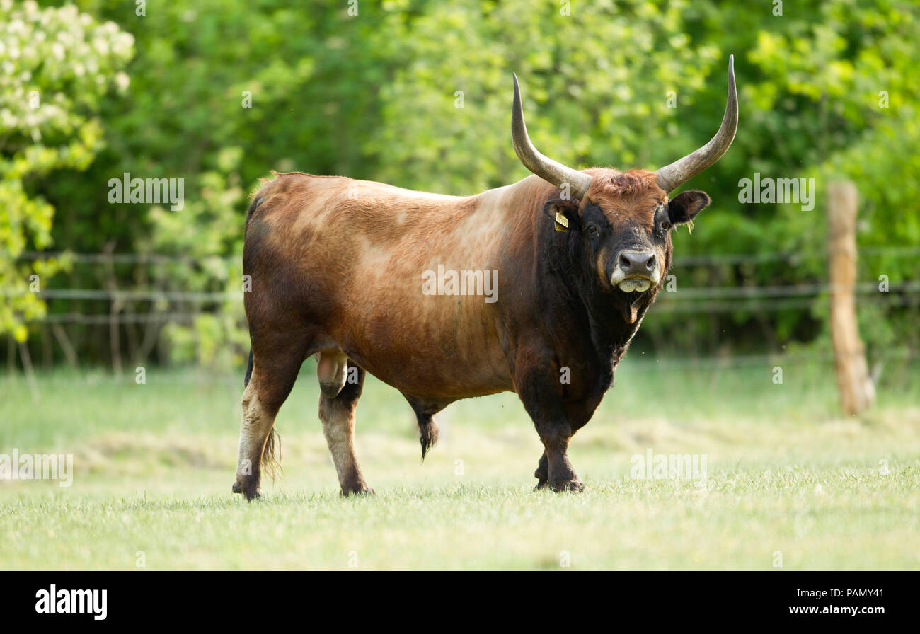 Cachena Cattle. Adult bull standing on a pasture. Germany Stock Photo ...