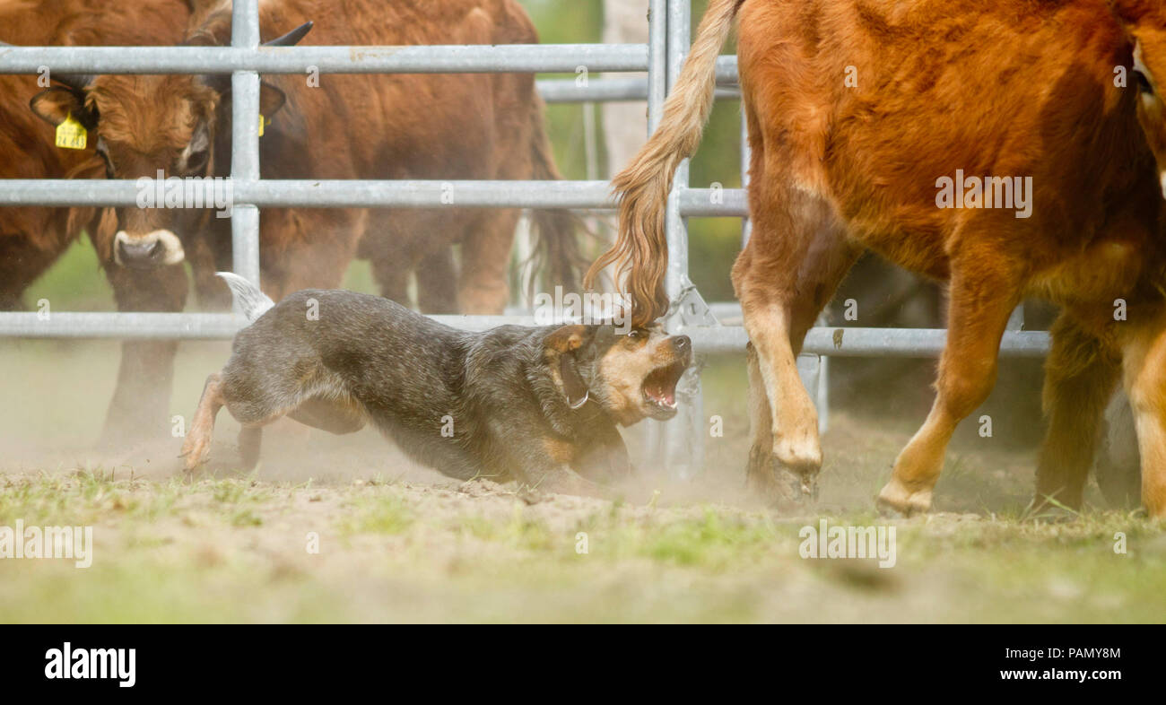 Australian Cattle Dog driving cattle, grabs a hind leg. Germany Stock ...